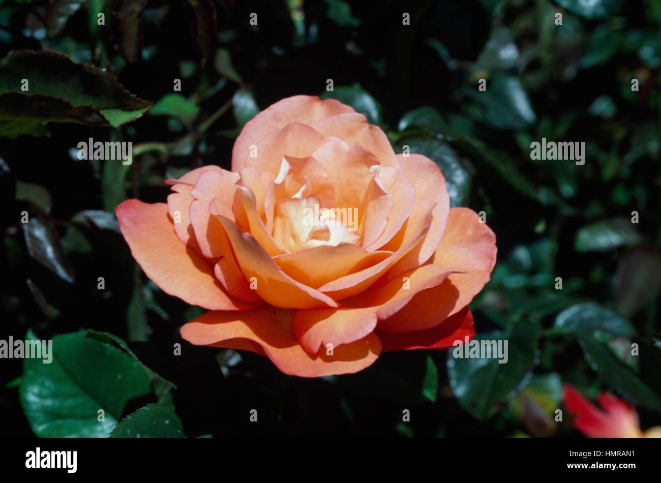 Rose (Rosa Voodoo), Rosaceae Stock Photo - Alamy
