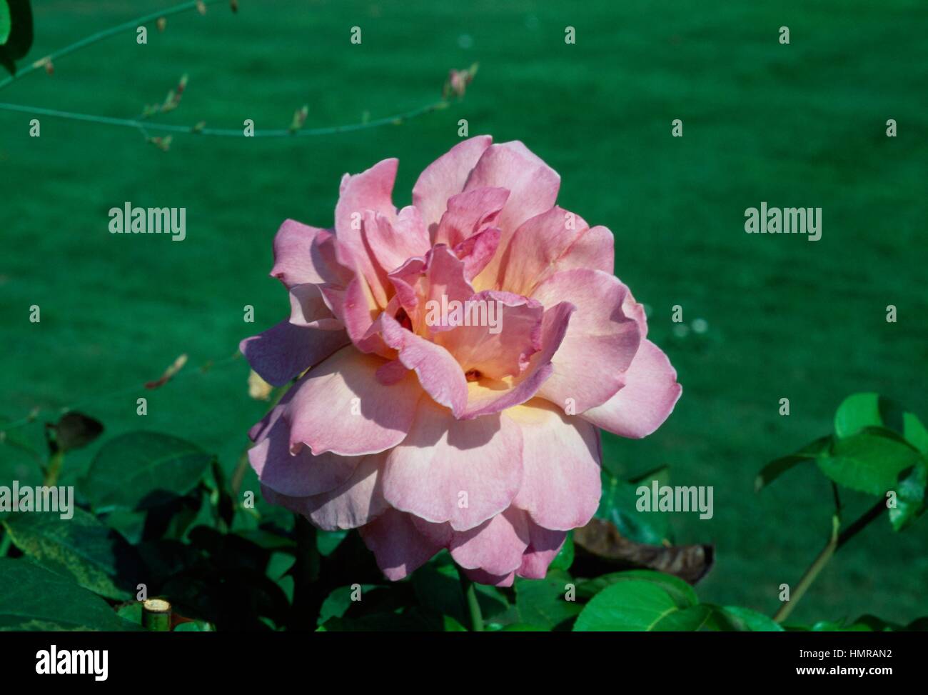 Rose (Rosa Chicago Peace), Rosaceae Stock Photo - Alamy
