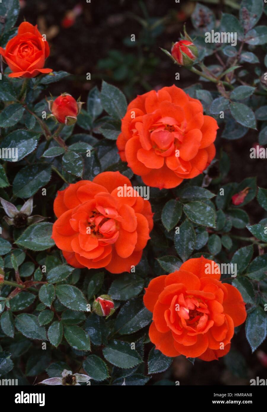 Emily rose hi-res stock photography and images - Alamy