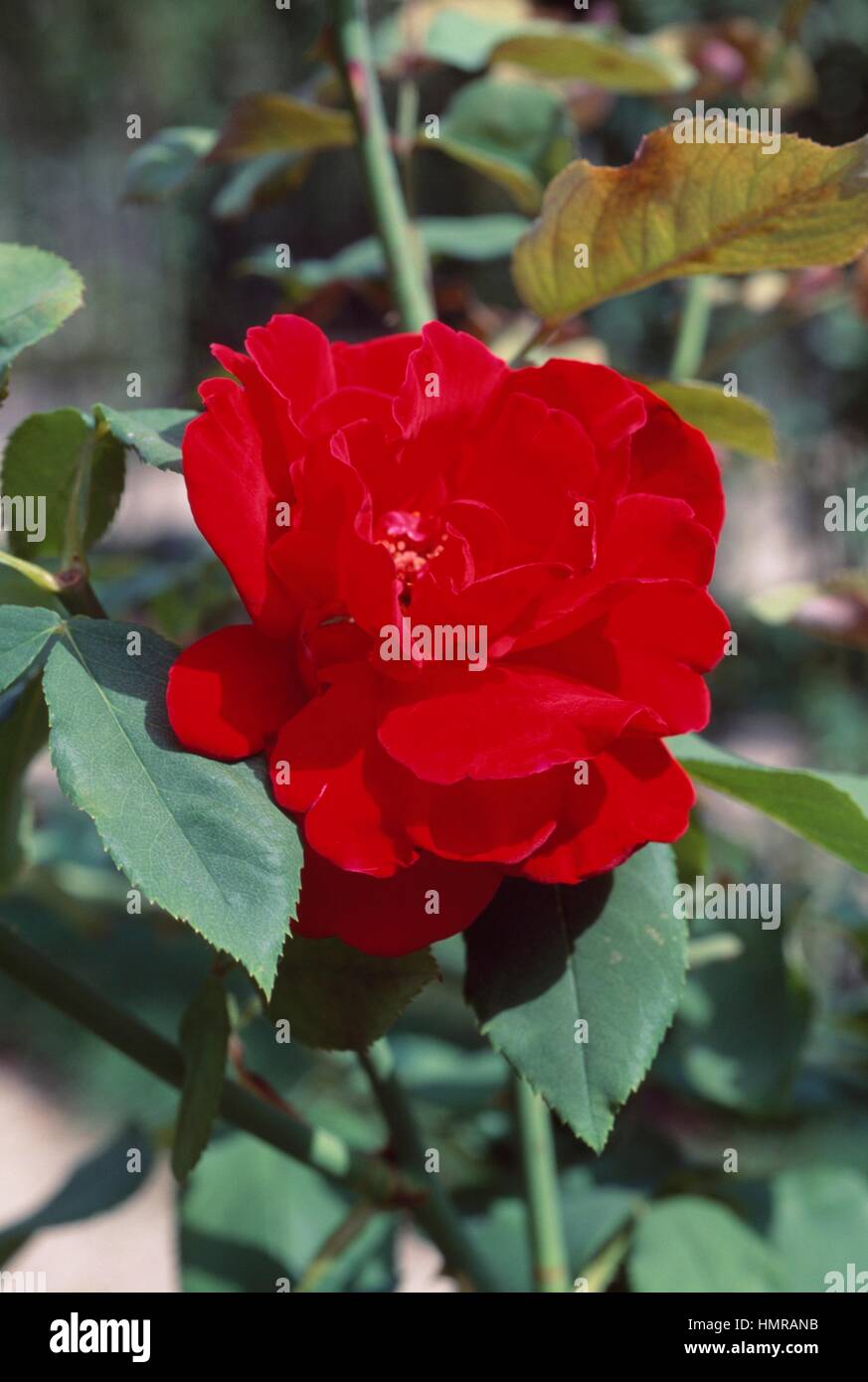 Rose (Rosa Rouge Meilland), Rosaceae Stock Photo - Alamy