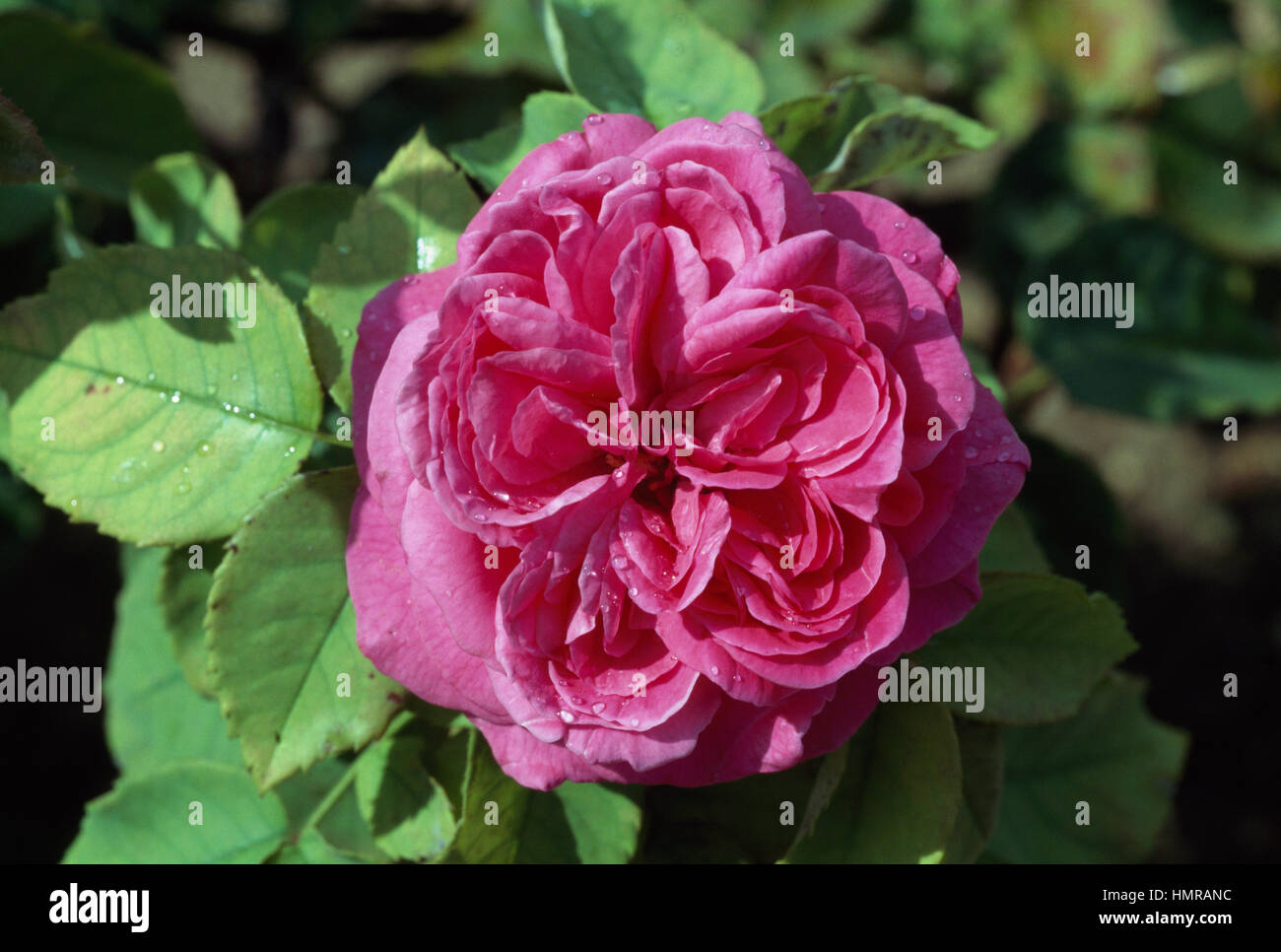 Rose (Rosa Triomphe Da Caen), Rosaceae Stock Photo - Alamy