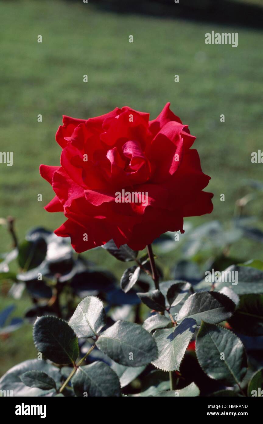 Rose (Rosa Jacques Prevert), Rosaceae Stock Photo - Alamy