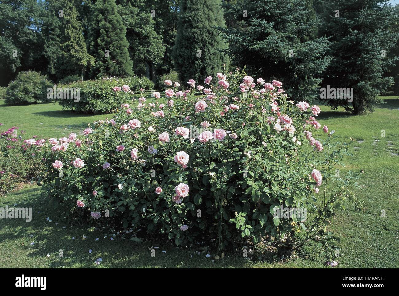 Botany - Rosaceae. Penthouse Flo Rose Stock Photo - Alamy