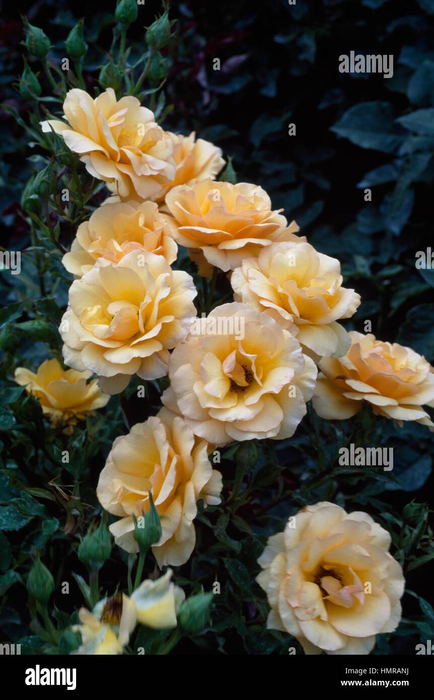 Rose (Rosa Anne Harkness), Rosaceae Stock Photo - Alamy