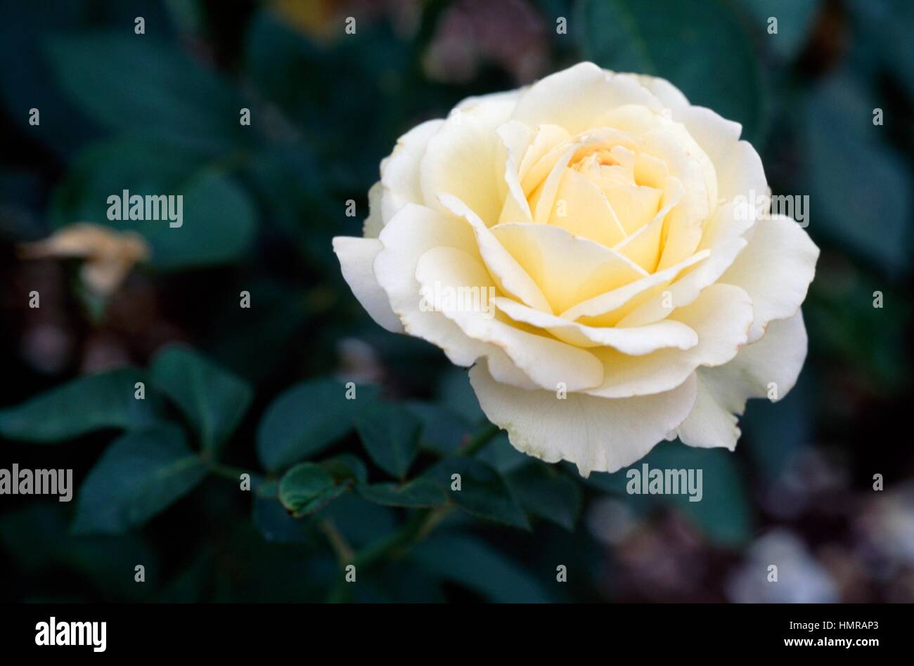 John snow hi-res stock photography and images - Alamy