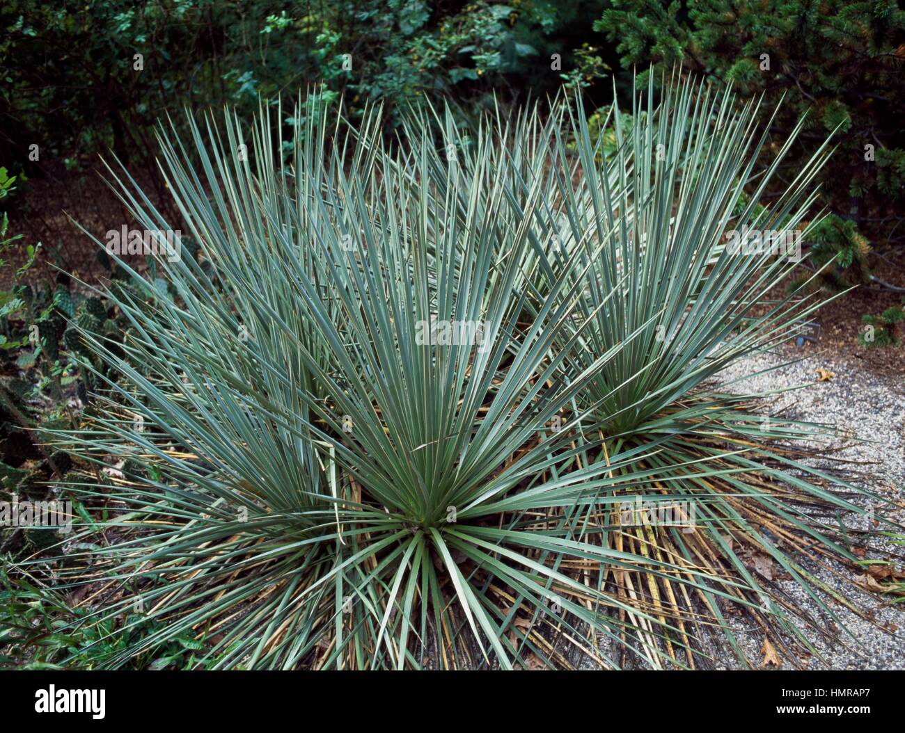 Soapweed Yucca (Yucca glauca), Asparagaceae Stock Photo - Alamy