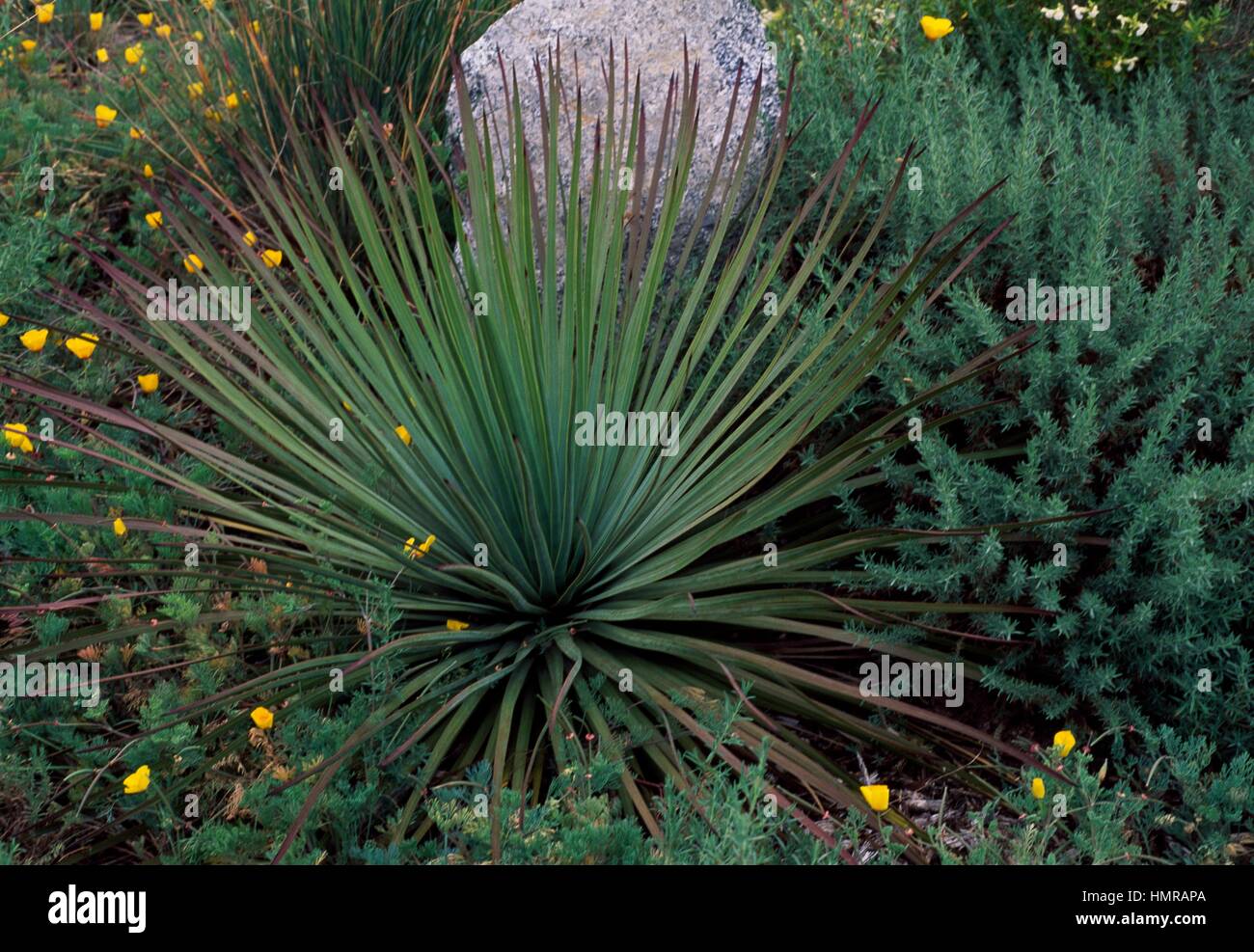 Chaparral Yucca (Hesperoyucca whipplei or Yucca whipplei), Asparagaceae ...