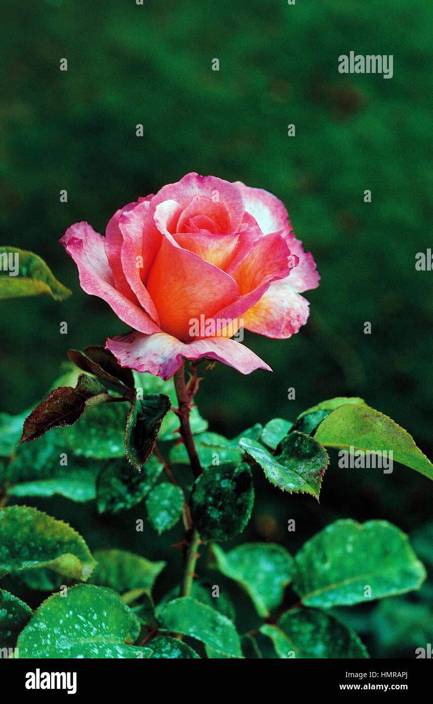 Rose (Rosa hybrida), Rosaceae Stock Photo - Alamy
