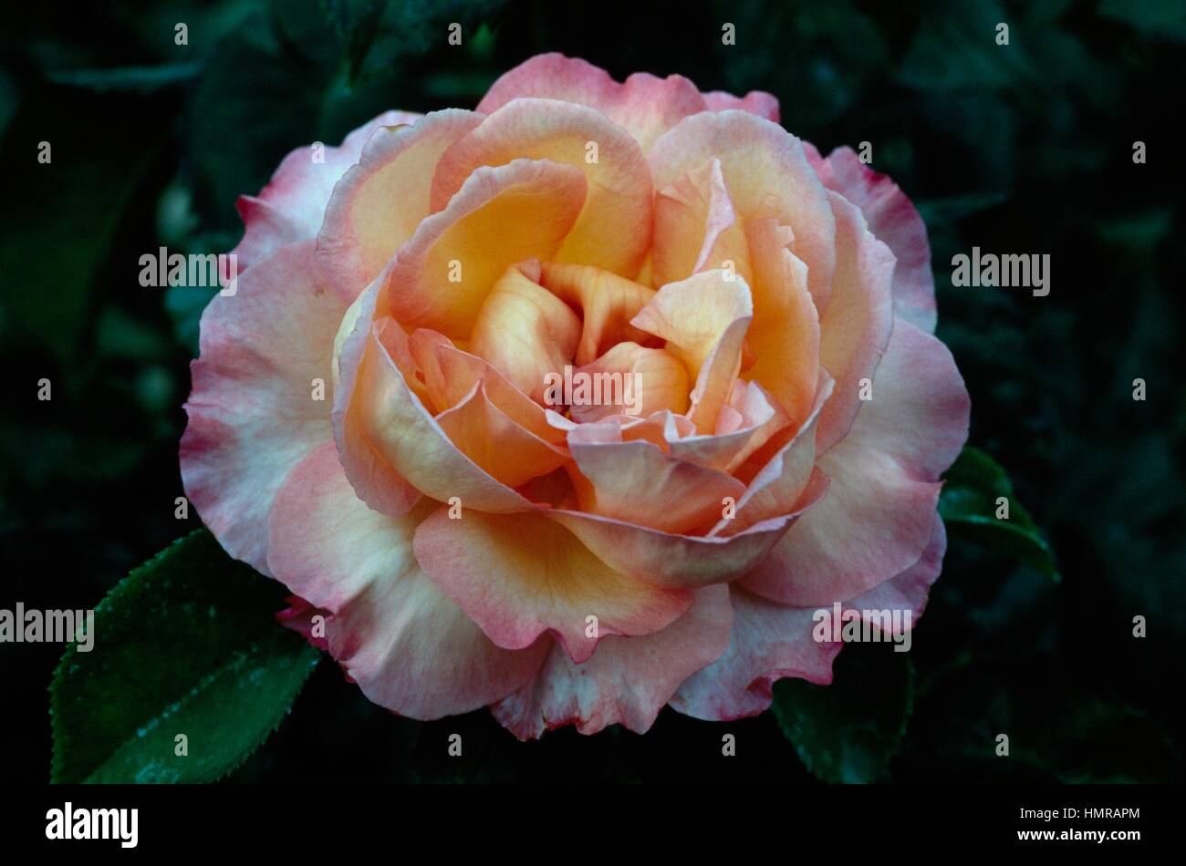 Rose (Rosa hybrida), Rosaceae Stock Photo - Alamy