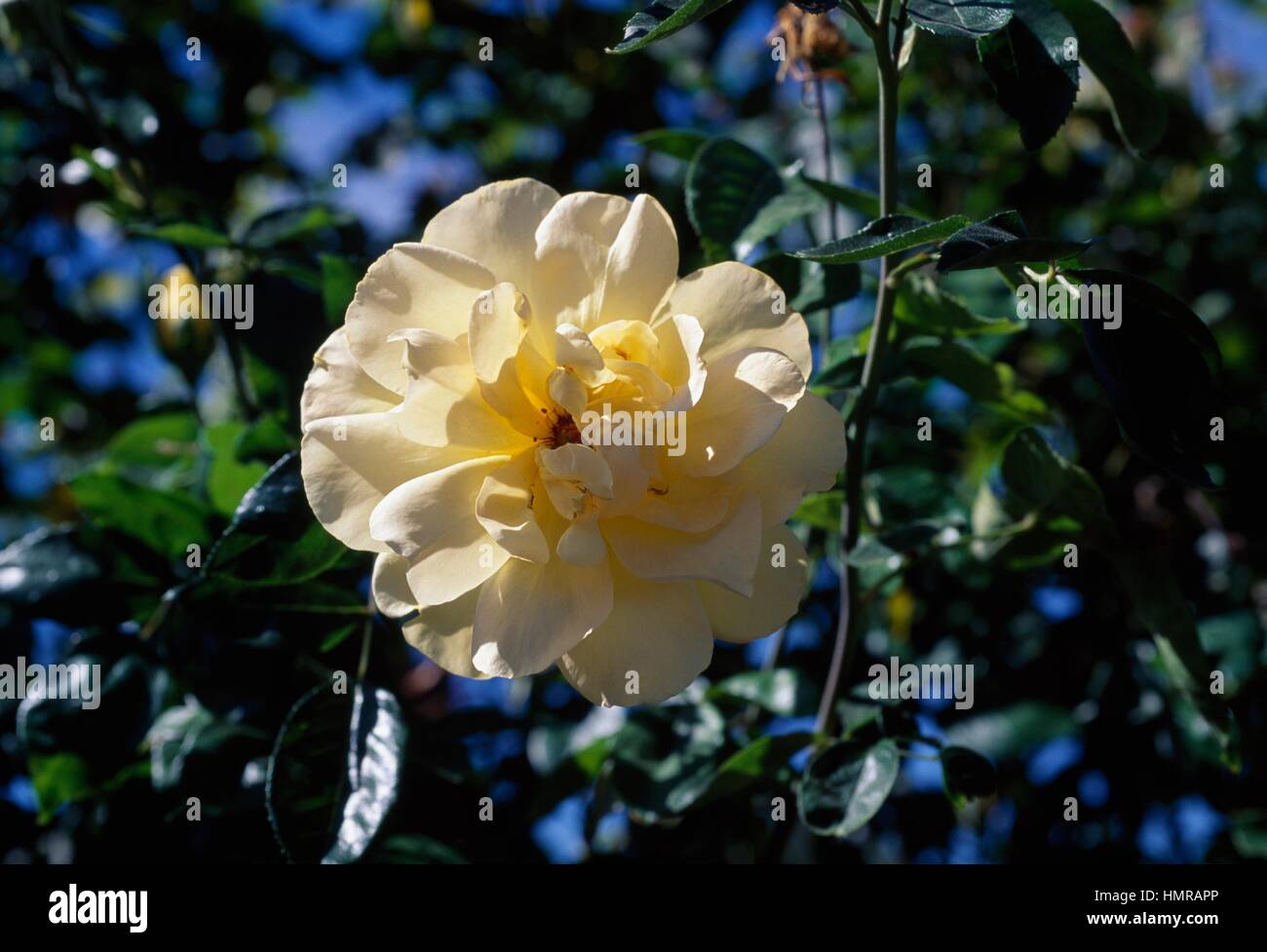 Rose (Rosa hybrida), Rosaceae Stock Photo - Alamy