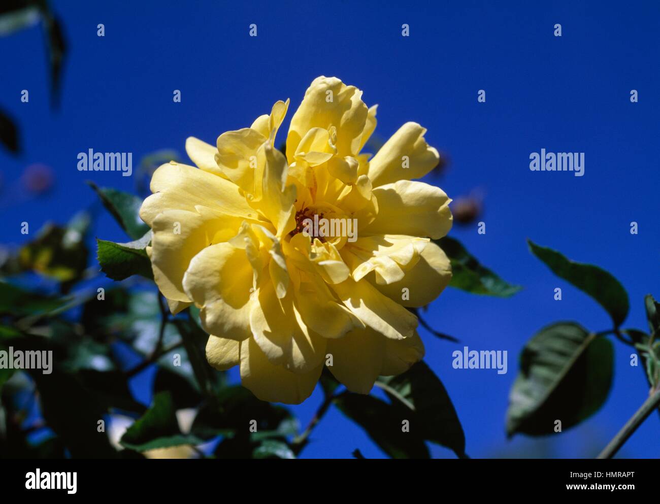 Rose (Rosa hybrida), Rosaceae Stock Photo - Alamy