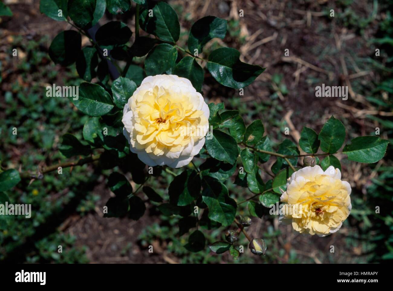 Rosa moonsprite hi-res stock photography and images - Alamy
