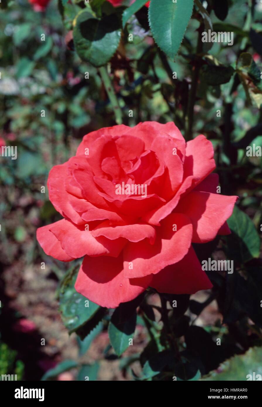 Rose (Rosa Nuage Parfume), Rosaceae Stock Photo - Alamy