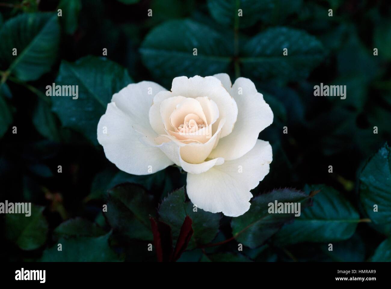 Margaret merrill rose hi-res stock photography and images - Alamy