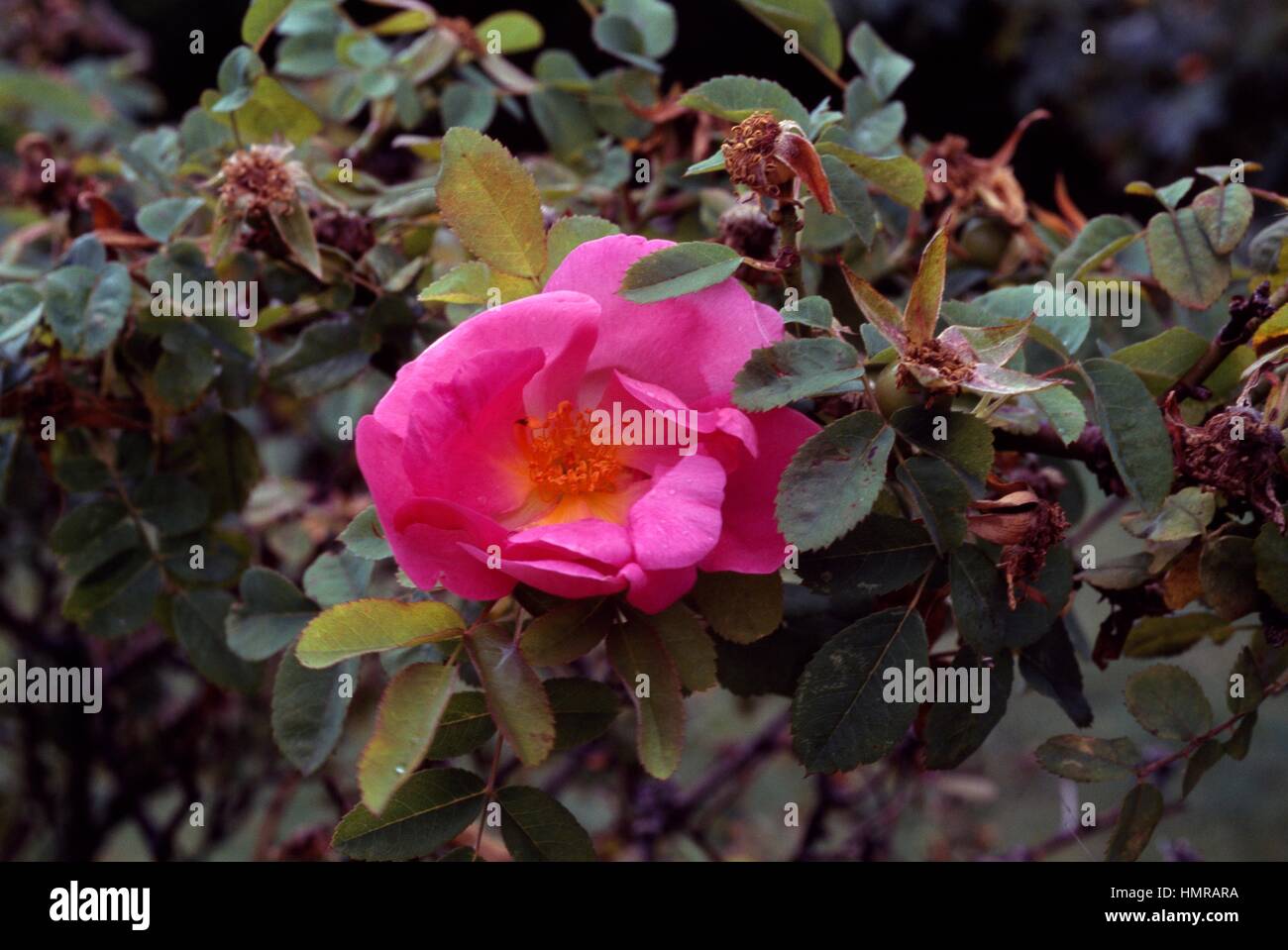 Rose (Rosa Marguerite Hilling), Rosaceae Stock Photo - Alamy