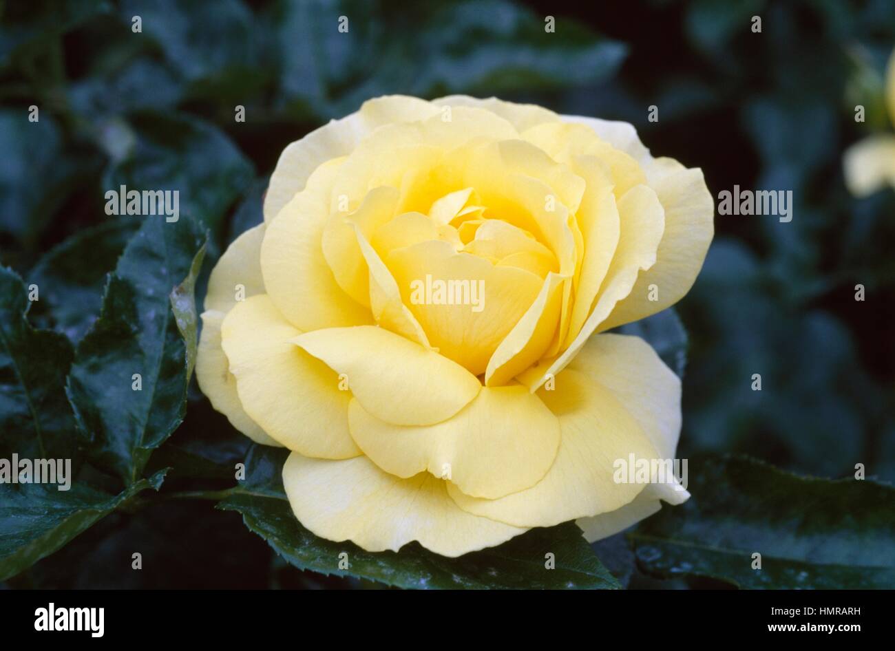 Mary Rosa High Resolution Stock Photography and Images - Alamy