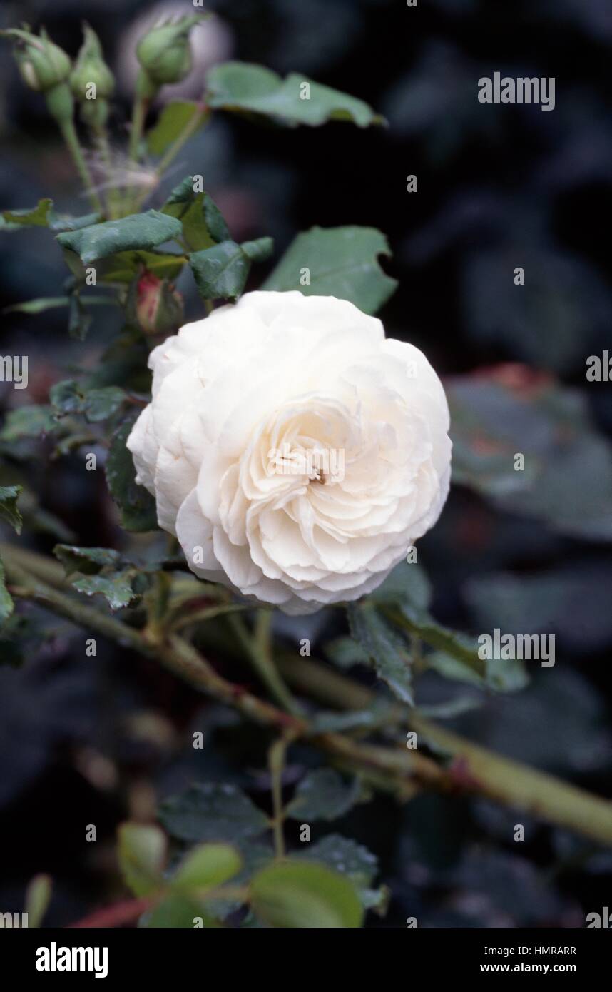 Rose (Rosa Madame Plantier), Rosaceae Stock Photo - Alamy