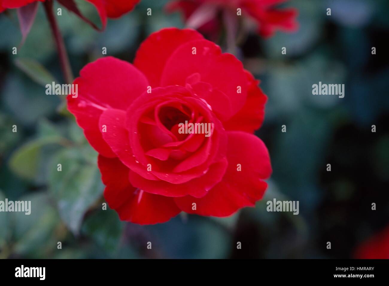 Mcgredy rose hi-res stock photography and images - Alamy