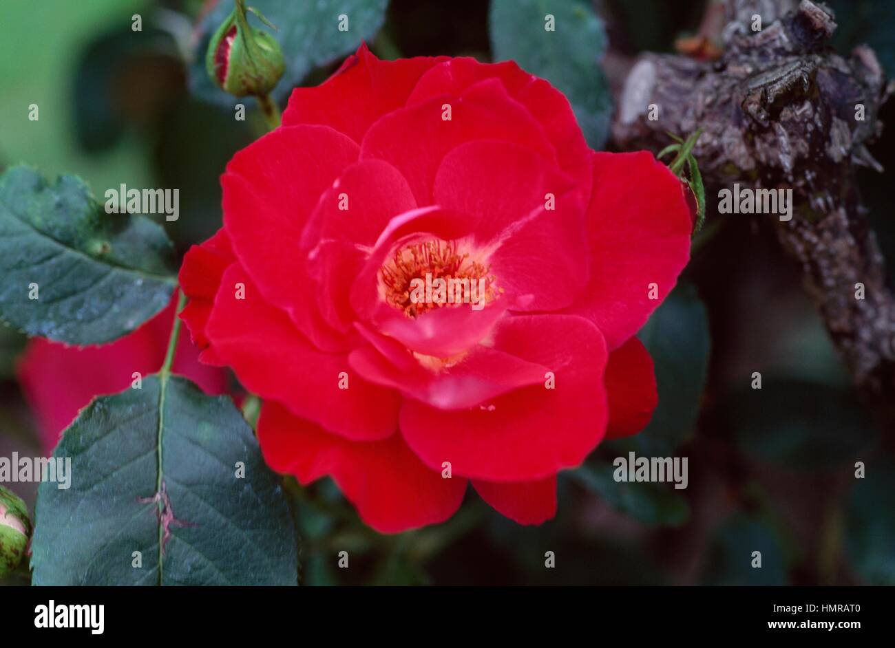 Rose (Rosa Molly Mcgredy), Rosaceae Stock Photo - Alamy