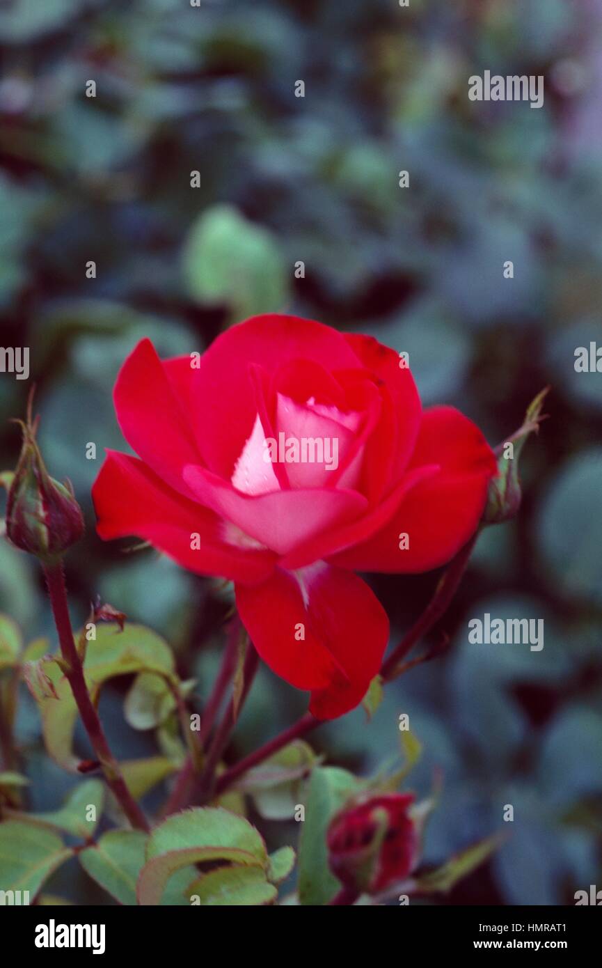 Rose (Rosa Molly Mcgredy), Rosaceae Stock Photo - Alamy