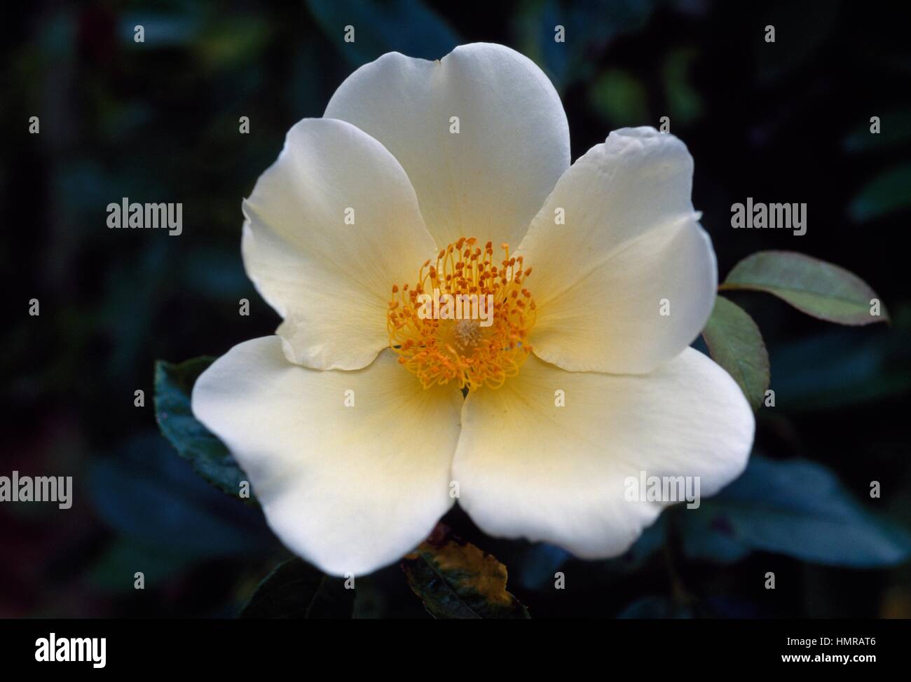 Rosa mermaid hi-res stock photography and images - Alamy