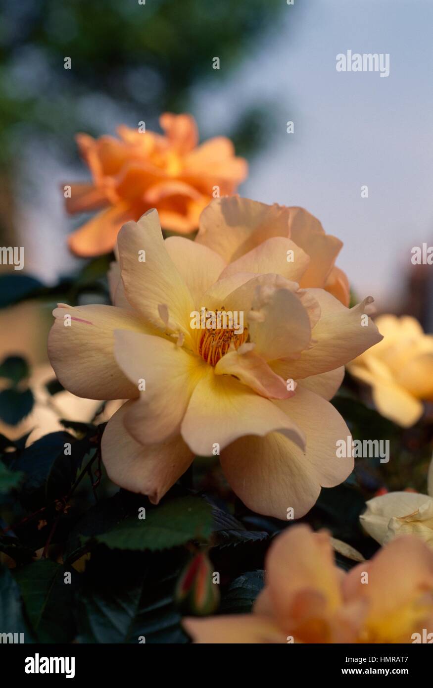 Rose (Rosa Maigold), Rosaceae Stock Photo - Alamy