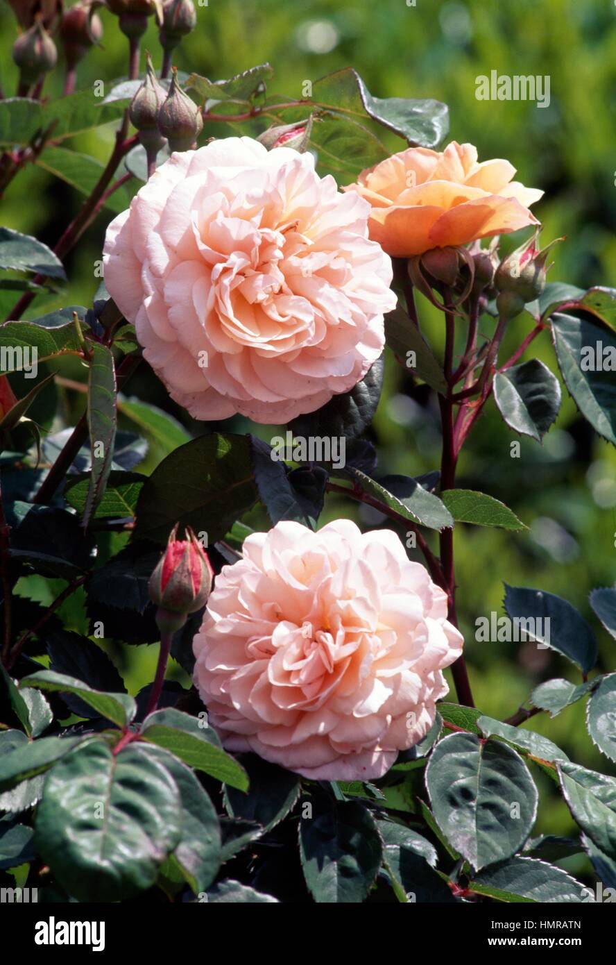 Rosa leander rose hi-res stock photography and images - Alamy