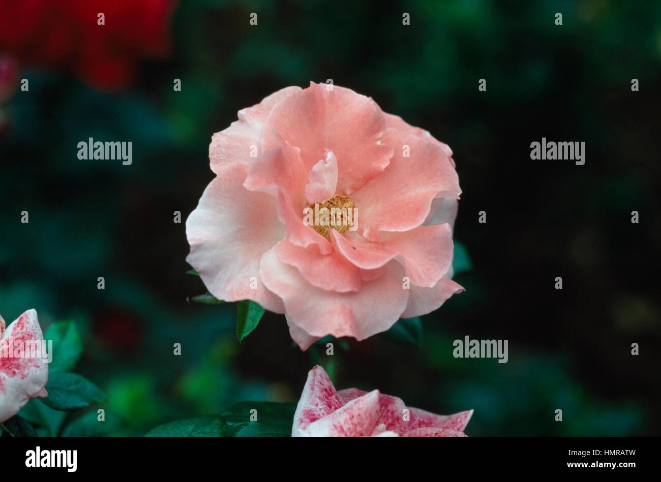 Rose rosa liverpool echo hi-res stock photography and images - Alamy