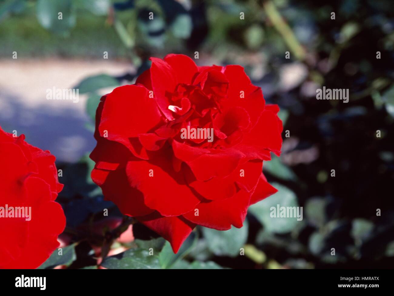 Rose (Rosa Le Rouge et Le Noir), Rosaceae Stock Photo - Alamy