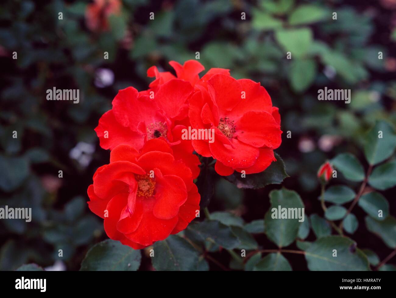 Orangeade rose hi-res stock photography and images - Alamy