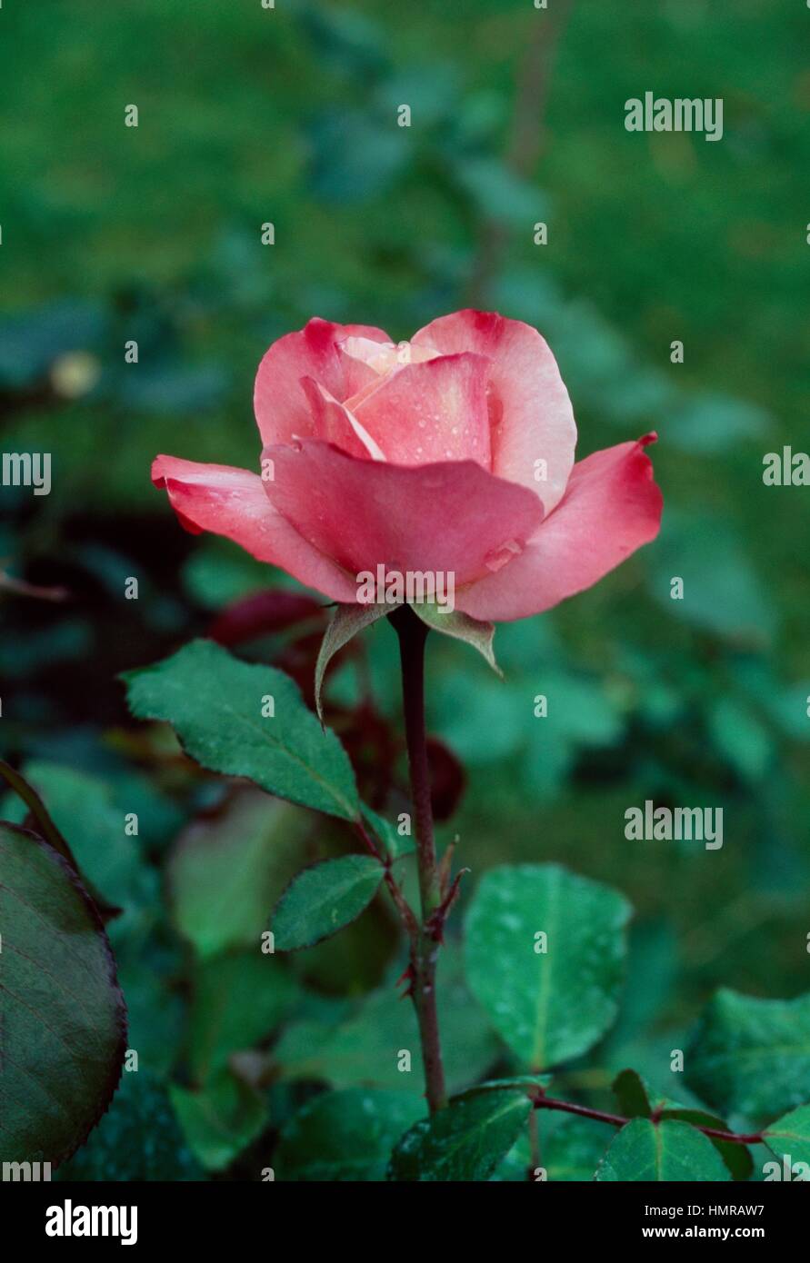 Kerryman hi-res stock photography and images - Alamy