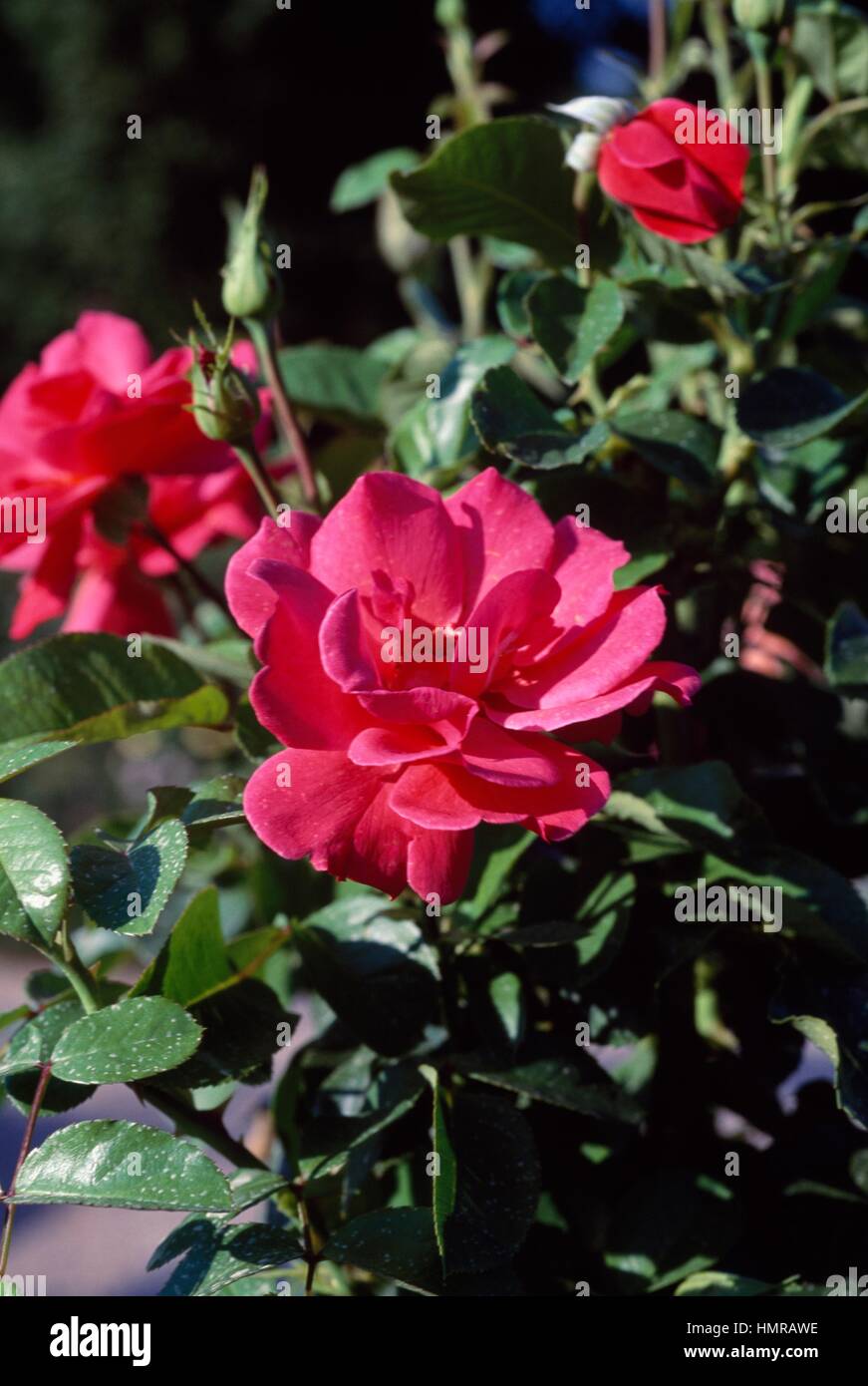 Rose rosa lagonda hi-res stock photography and images - Alamy