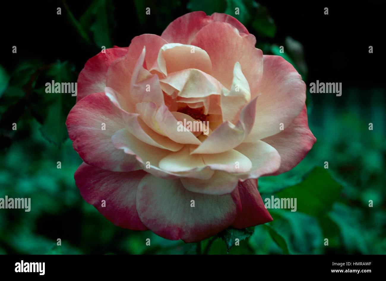 The kerryman hi-res stock photography and images - Alamy