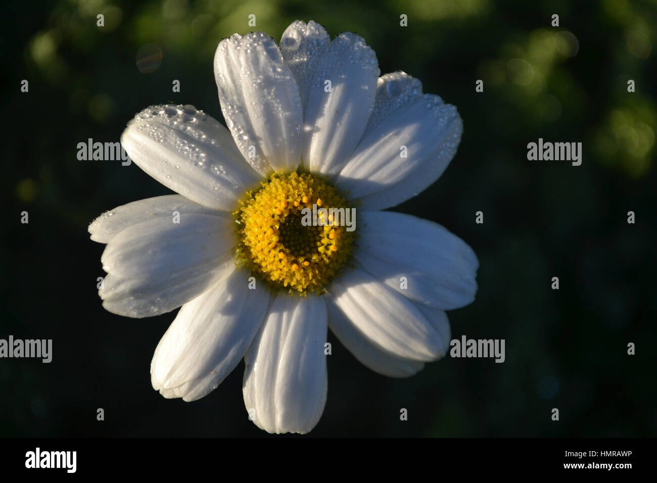 White rain daisy hi-res stock photography and images - Alamy