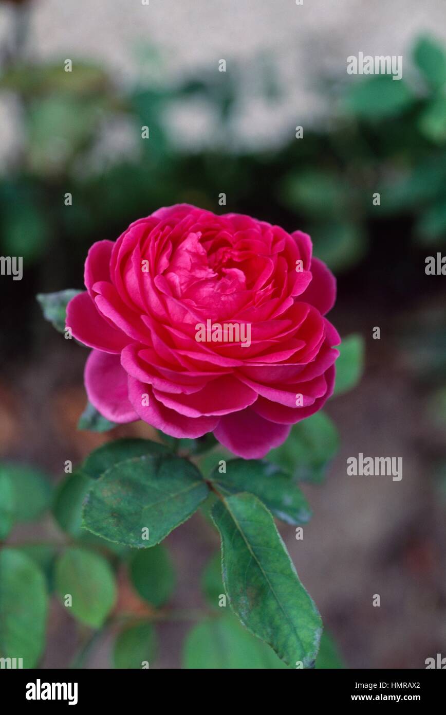 Rosa hippolyte jamain hi-res stock photography and images - Alamy