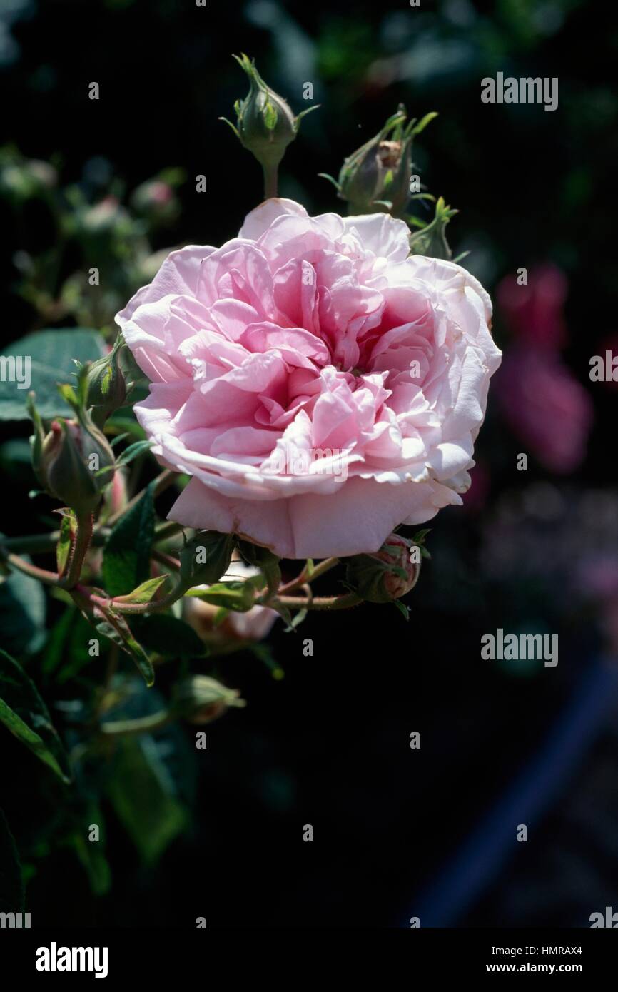 Ispahan rose hi-res stock photography and images - Alamy