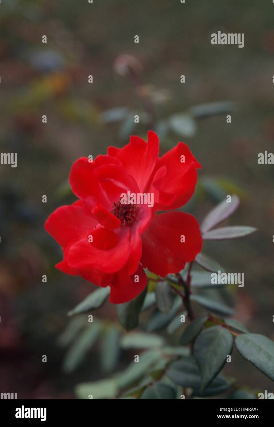 Fire rose hi-res stock photography and images - Alamy