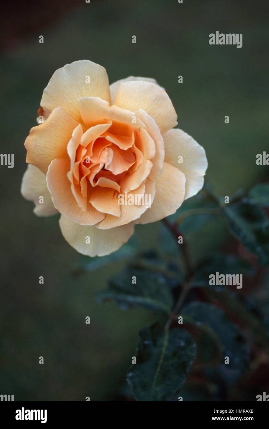 Rose (Rosa Just Joey), Rosaceae Stock Photo - Alamy