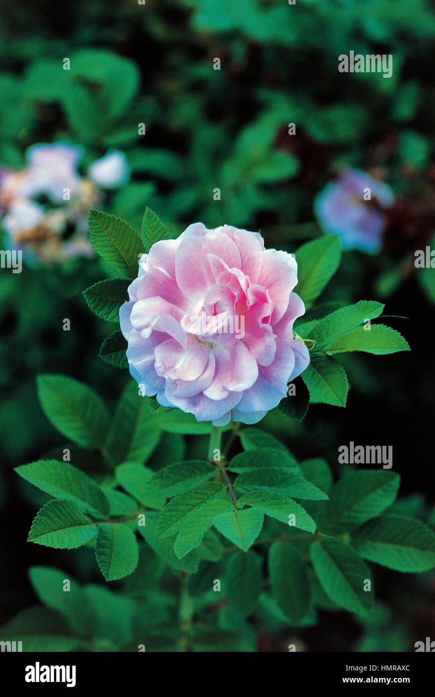 Rose vibert hi-res stock photography and images - Alamy