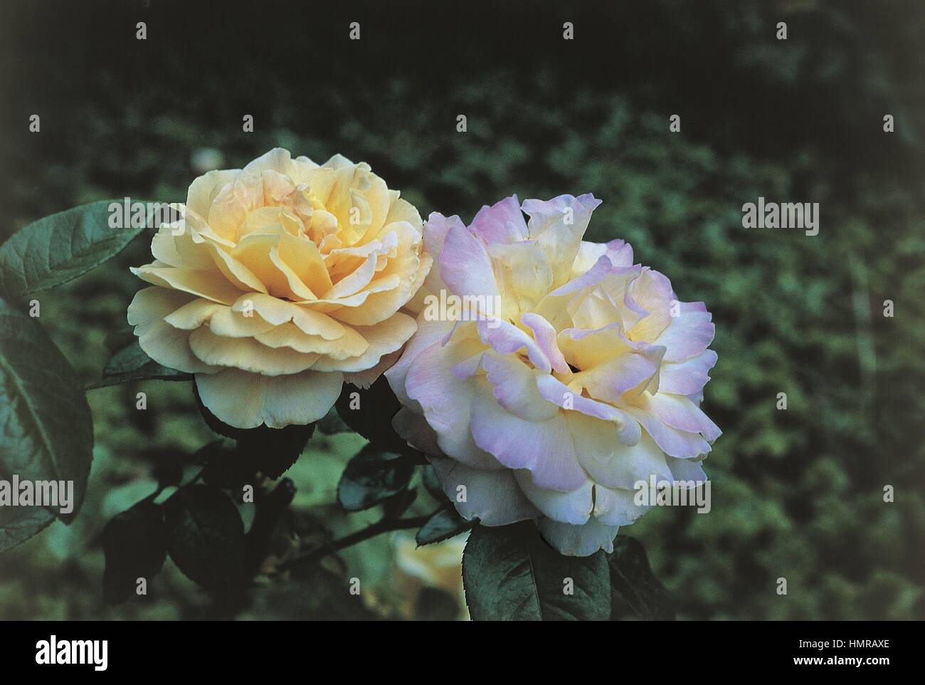 Gloria dei rose hi-res stock photography and images - Alamy