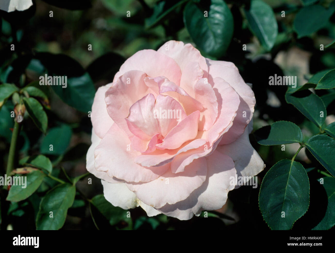 Rose rosa grand siecle hi-res stock photography and images - Alamy