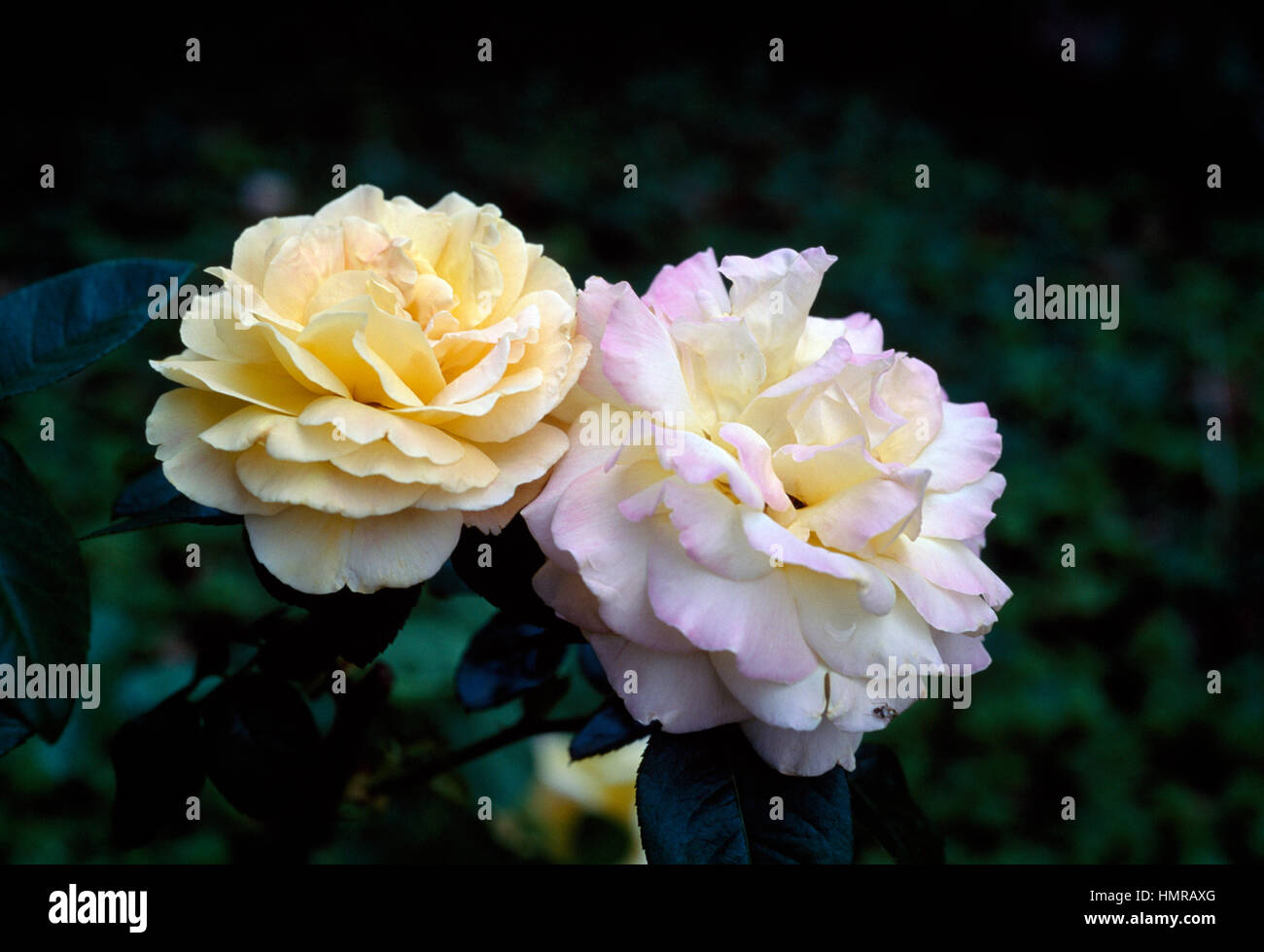Rose Rosa Gloria Dei High Resolution Stock Photography and Images - Alamy