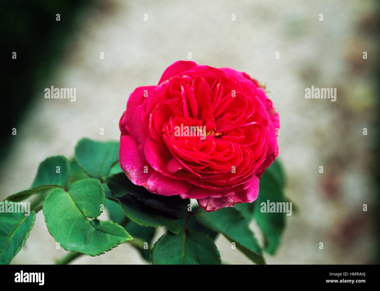 Gillemot High Resolution Stock Photography and Images - Alamy