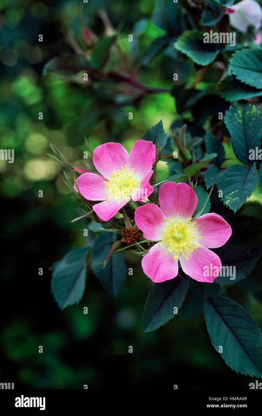 Rosa rubrifolia hi-res stock photography and images - Alamy