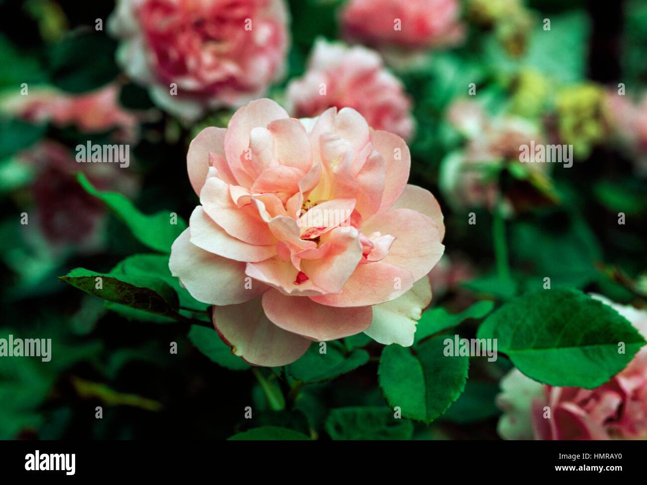 Rose (Rosa Guy de Moupassant), Rosaceae Stock Photo - Alamy
