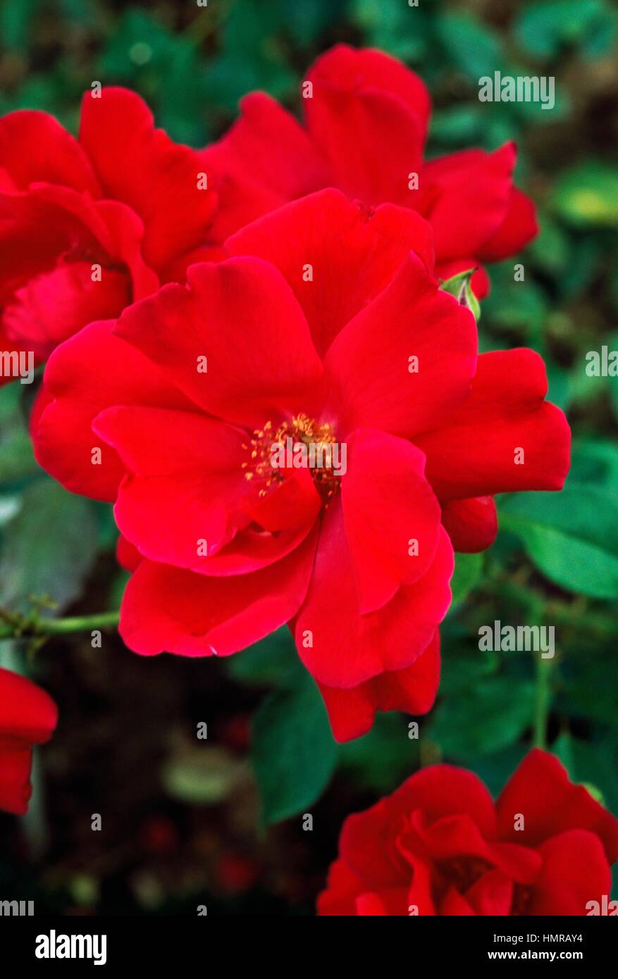 Rose (Rosa Francais), Rosaceae Stock Photo - Alamy