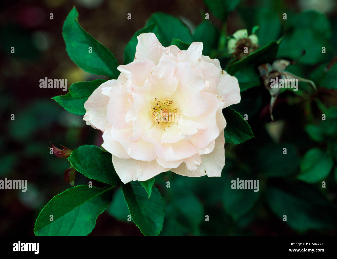 Rose (Rosa First Kiss), Rosaceae Stock Photo - Alamy