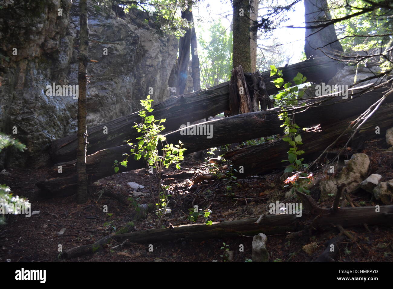 Meadows fallen trees hi-res stock photography and images - Alamy