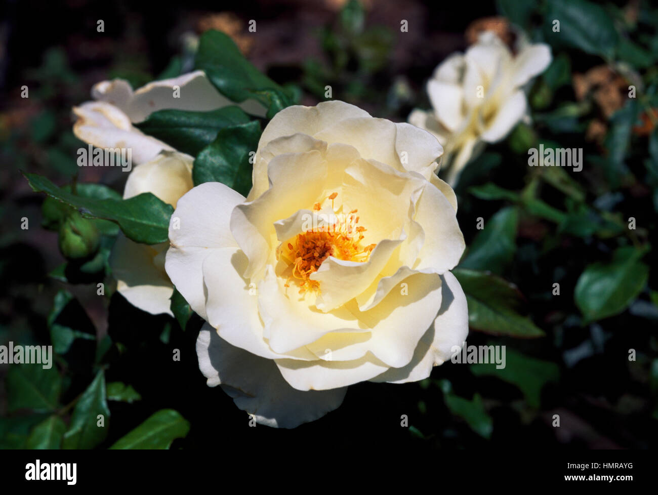 Rose (Rosa Class Act), Rosaceae Stock Photo - Alamy