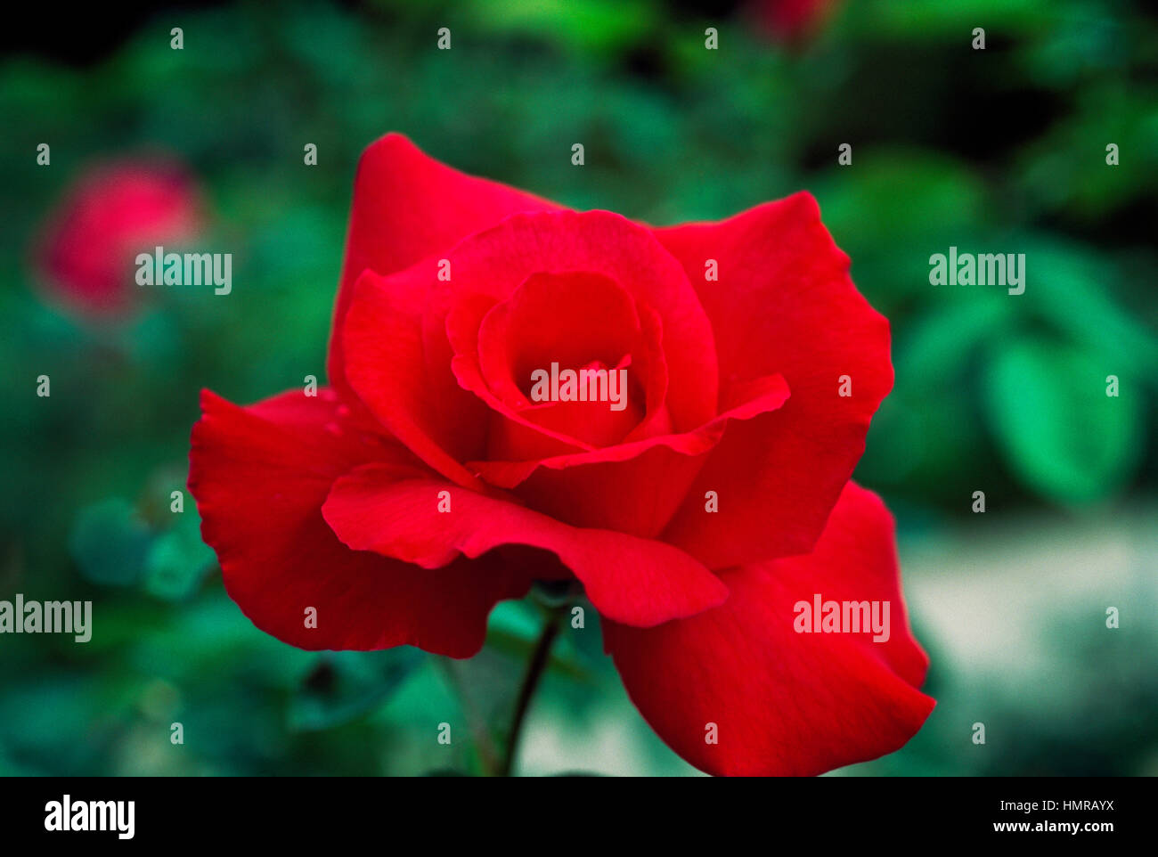 Rose (Rosa Ferline), Rosaceae Stock Photo - Alamy